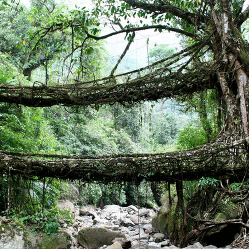 The Living Root Bridges of Cherrapunjee, India | Amusing Planet